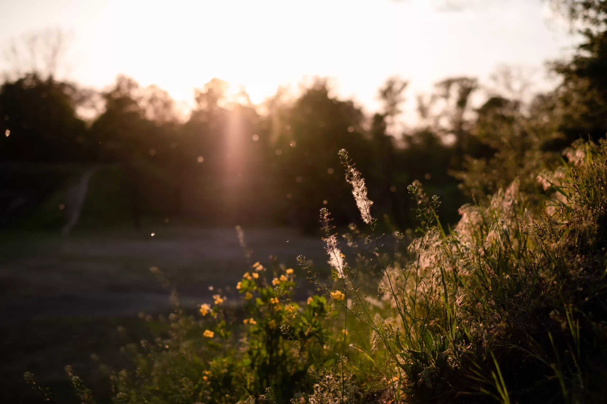 Understanding Hay fever Injections: What They Do and Where to Get Them ...